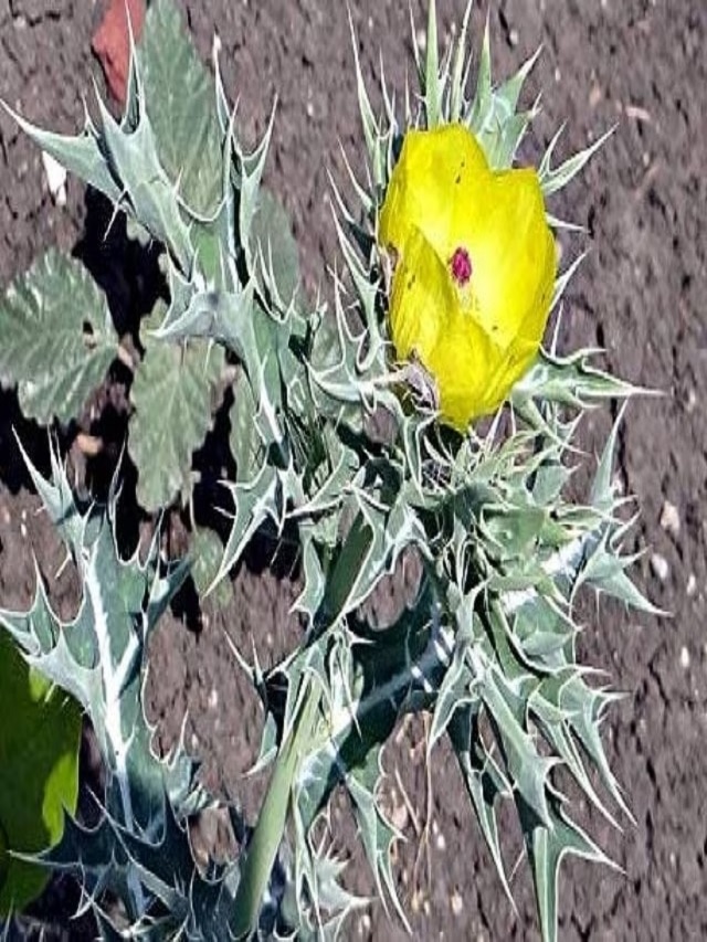 Satyanashi Plant Benefits This plant full of thorns is a panacea for ...