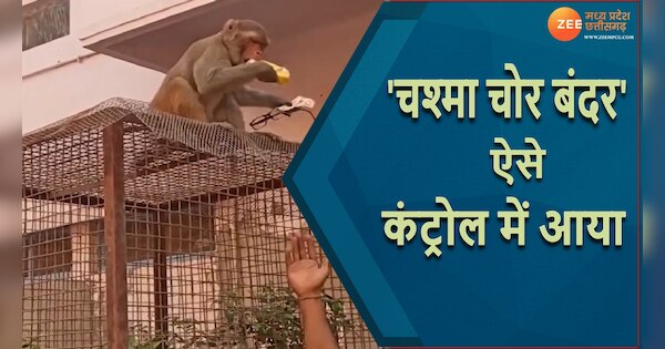 Bandar Ka Video Monkey Stole Glasses Man Recovered By Fruitty And Bread ...