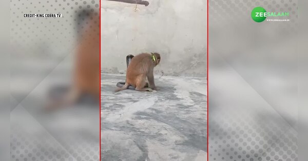 viral video of monkey and two python snake fight | Monkey and Snake ...