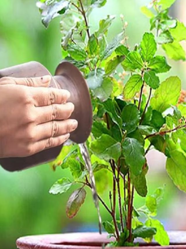 tulsi par doodh chadhane ke fayde dhan prapti ke upay by jyotish tips ...