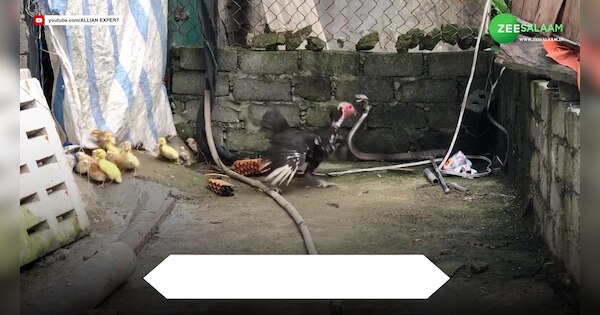 hen and python snake fight viral video hen bravely saved the lives of ...
