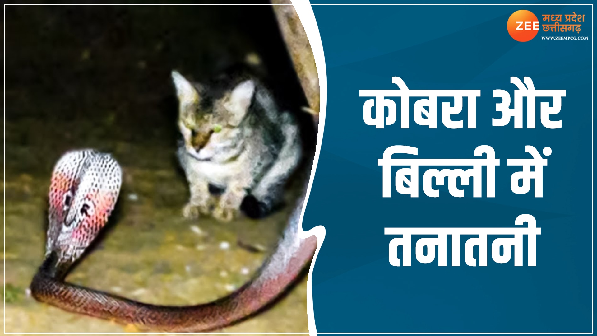 King Cobra Out Of Control In Front Of Black Cat Kali Billi Aur King ...