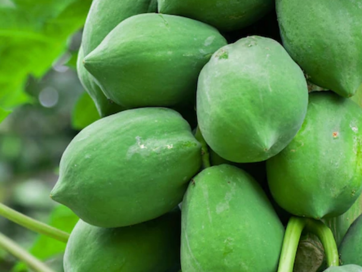 Raw Papaya Benefits: क्या आप जानते हैं कच्चे पपीते के 6 नायाब फायदे ...