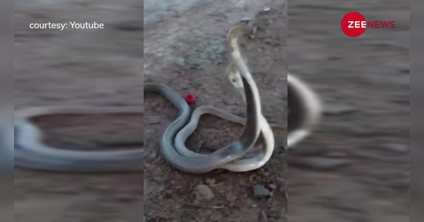 indian King Cobra Romantic video viral on social media snake mating | King Cobra Romance: रोमांस ...