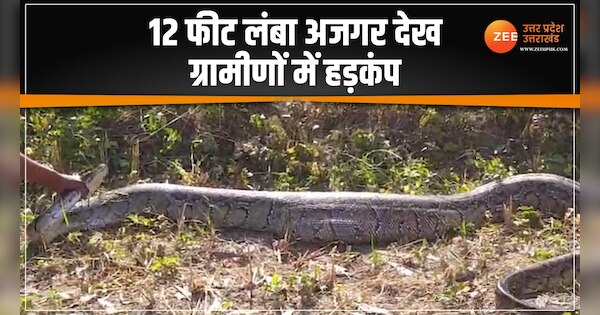 bijnor news 12 feet long python found in village forest department ...