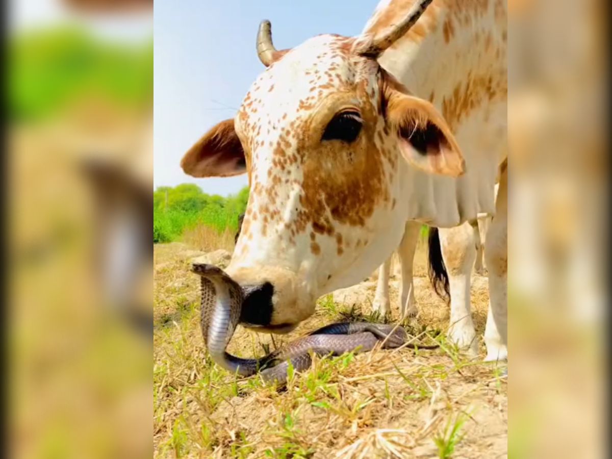 King cobra video People shocked to see dangerous video of snake and cow ...