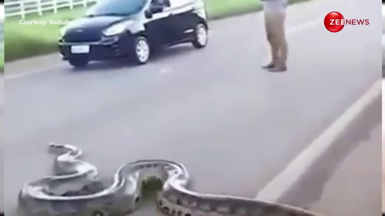 World longest python or king cobra blocks road video goes viral ...