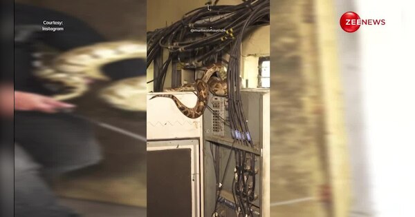 22 feet giant python trapped in bare electrical wires man risks his life to save it | Viral ...