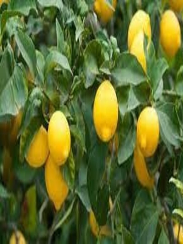 Nimbu Ka Beej Does swallowing lemon seeds cause any disease | Nimbu Ka ...