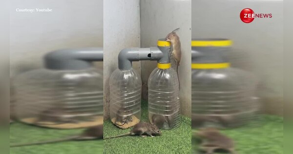 desi jugad video tricks of catching rats chuhe pakadne ke liye kya ...