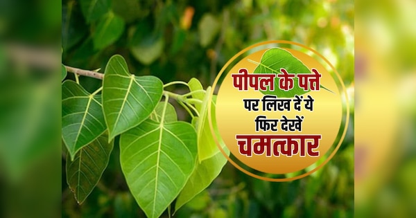 Vastu Tips Peepal leaf inside your purse remove life problems money ...