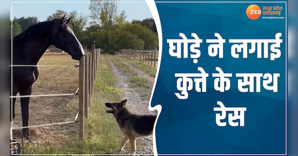 video of horse and dog running viral at social media ghode aur kutte ne ...