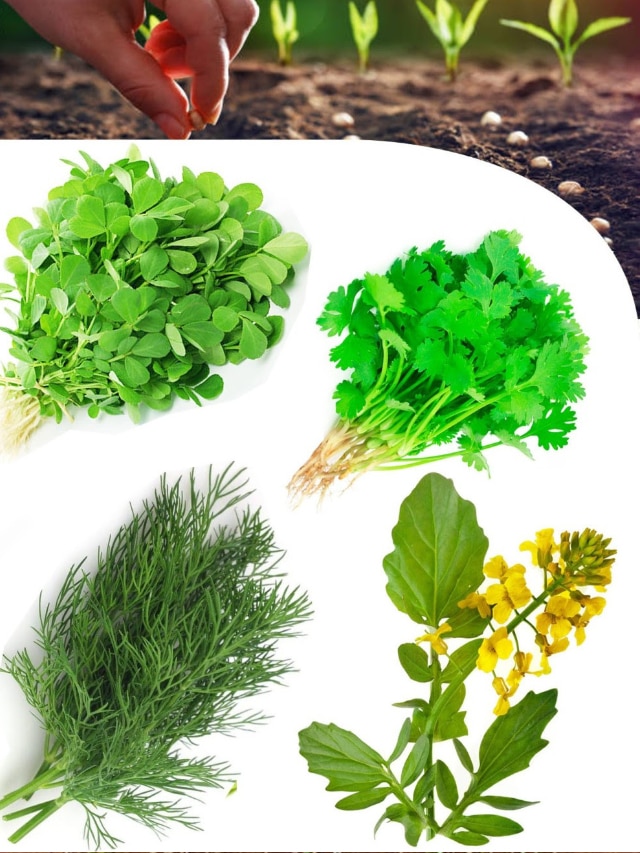 green saag to remove mucus and phelgm from chest in cold and cough ...