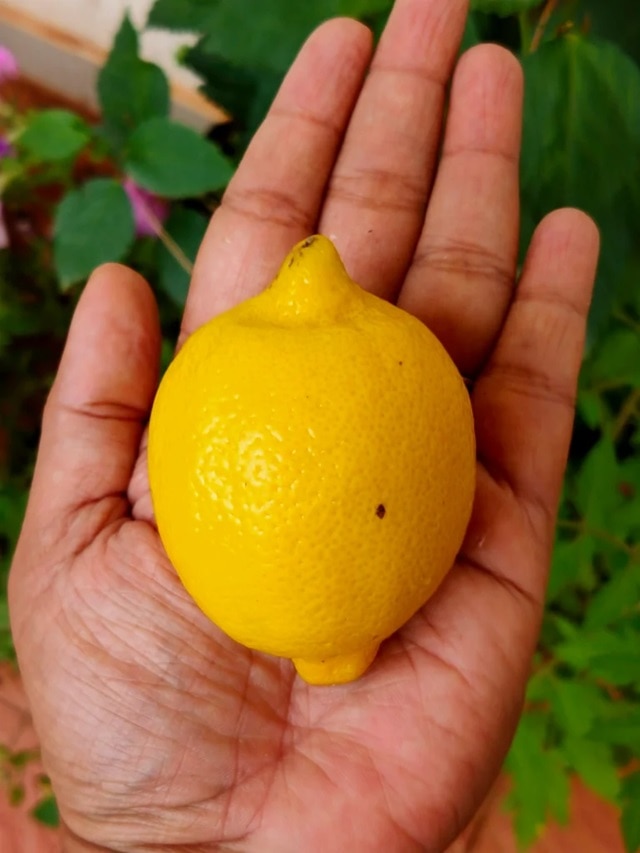 Nimbu ke upay remedies do these lemon trick for money and prosperity ...