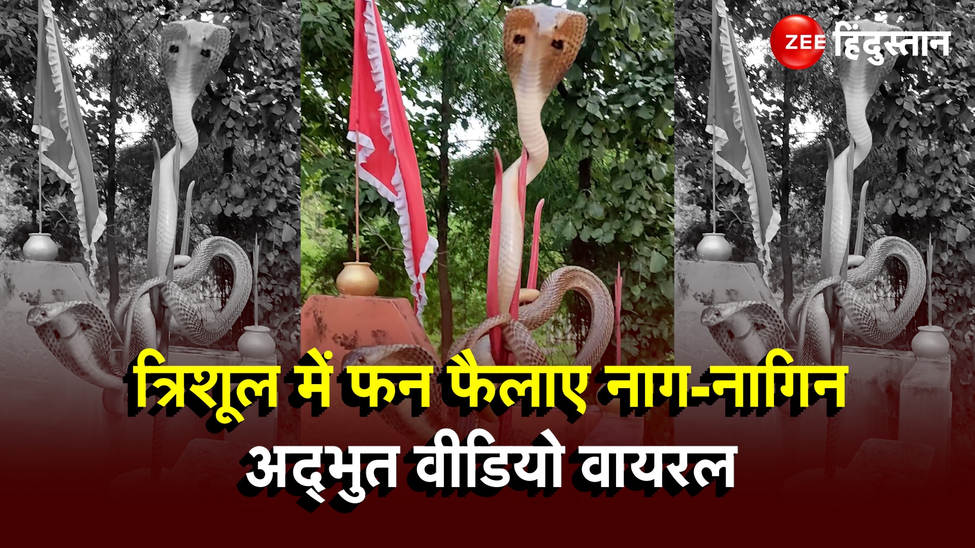 snake wrapped on mahadev trishul naag nagin dangerous king cobra video ...