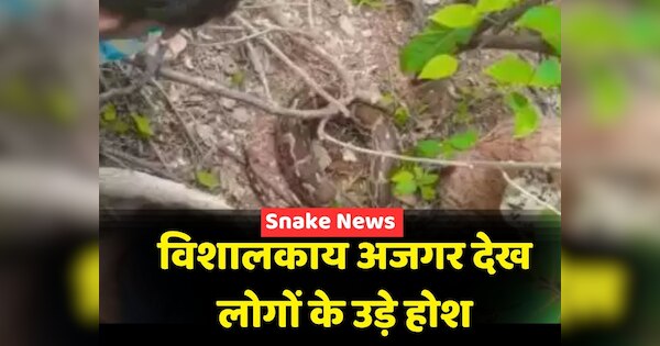 Snake Video People were shocked to see 7 feet long python near old ...