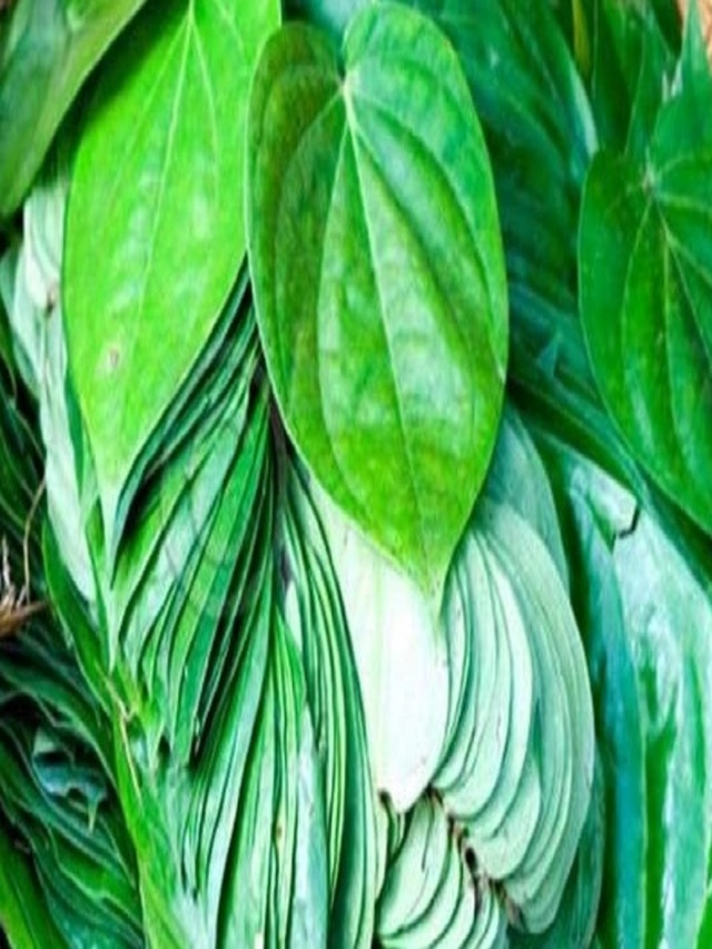 jyotish upay Betel leaf paan ke upay totke astrology Betel leaf astro ...