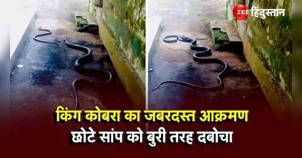 dangerous king cobra attack small snake and chewing shocking snake ...