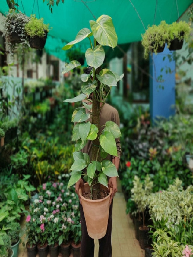 Money Plant Vastu Tips this place on Dhanteras Goddess Lakshmi will ...