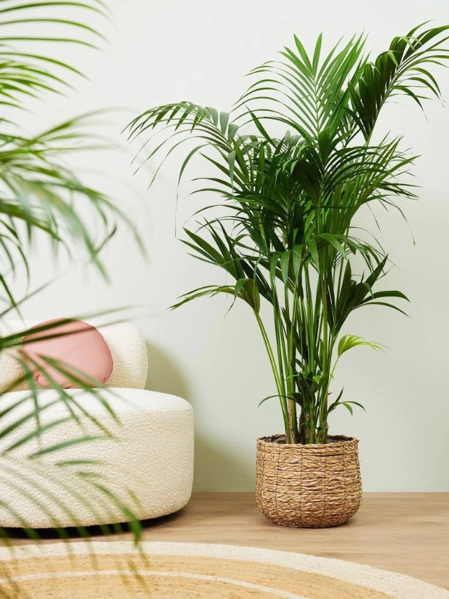 plants control air pollution purify air in home ghar mein lagaye ye ...