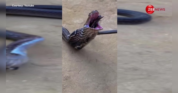 king cobra eat pigeon giant snake resue user pity on poor condition of ...