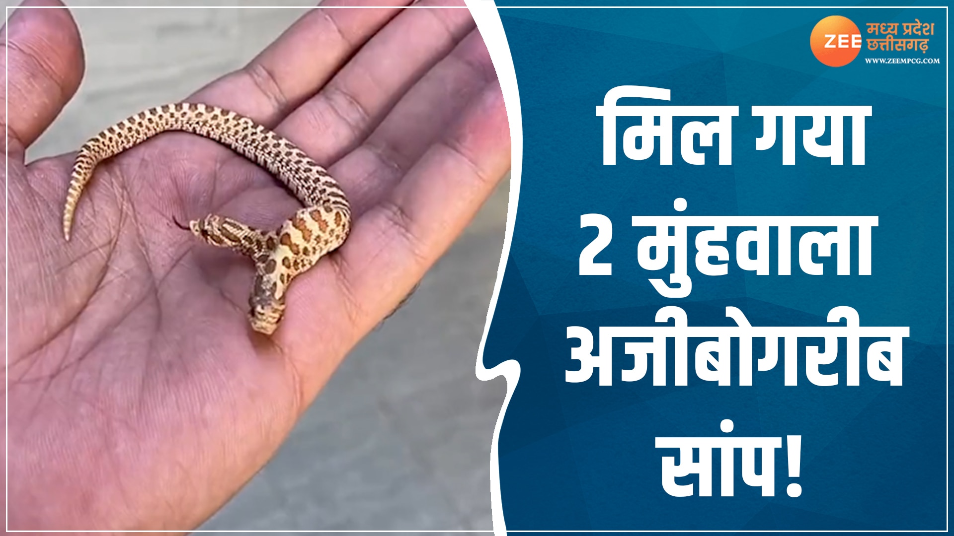 2 mouth snake found video viral on internet king cobra | VIDEO: वायरल ...