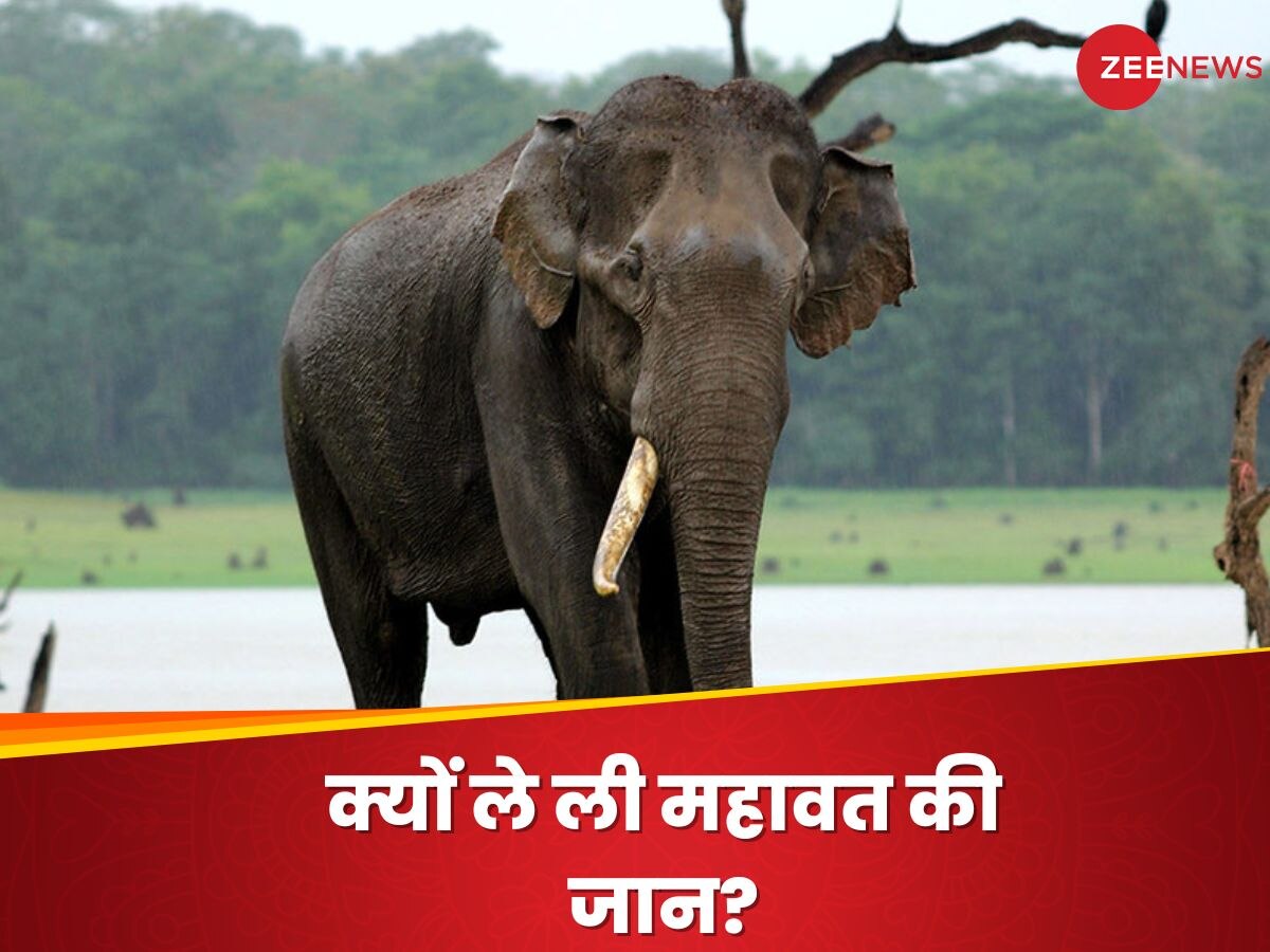 Kerala Mahout Killed By Tusker chandrashekharan was taken temple after ...