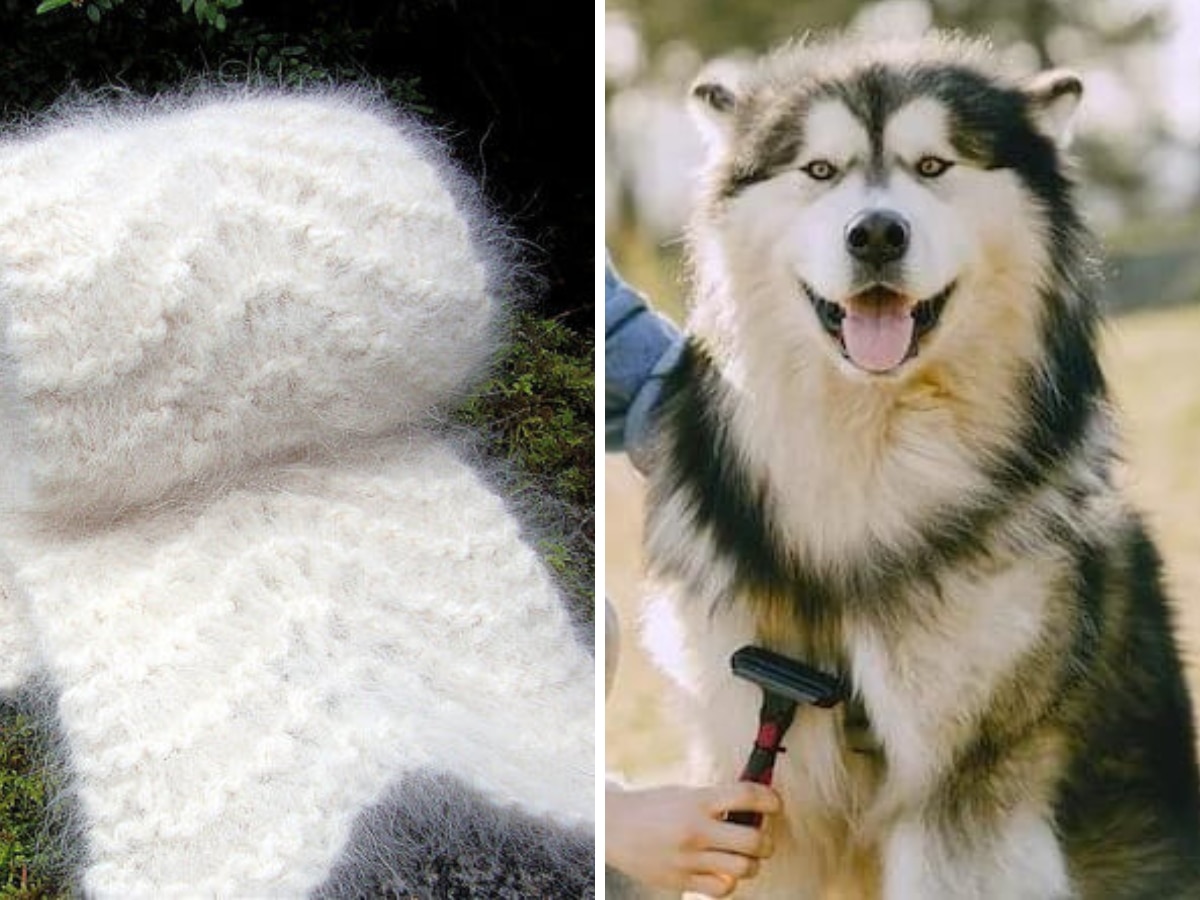 Chiengora wool clothes made from dog hair are beneficial for arthritis ...