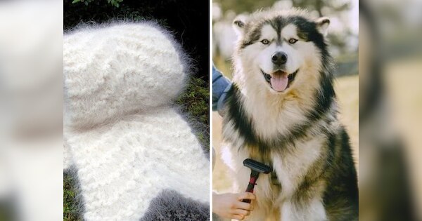 Chiengora wool clothes made from dog hair are beneficial for arthritis ...