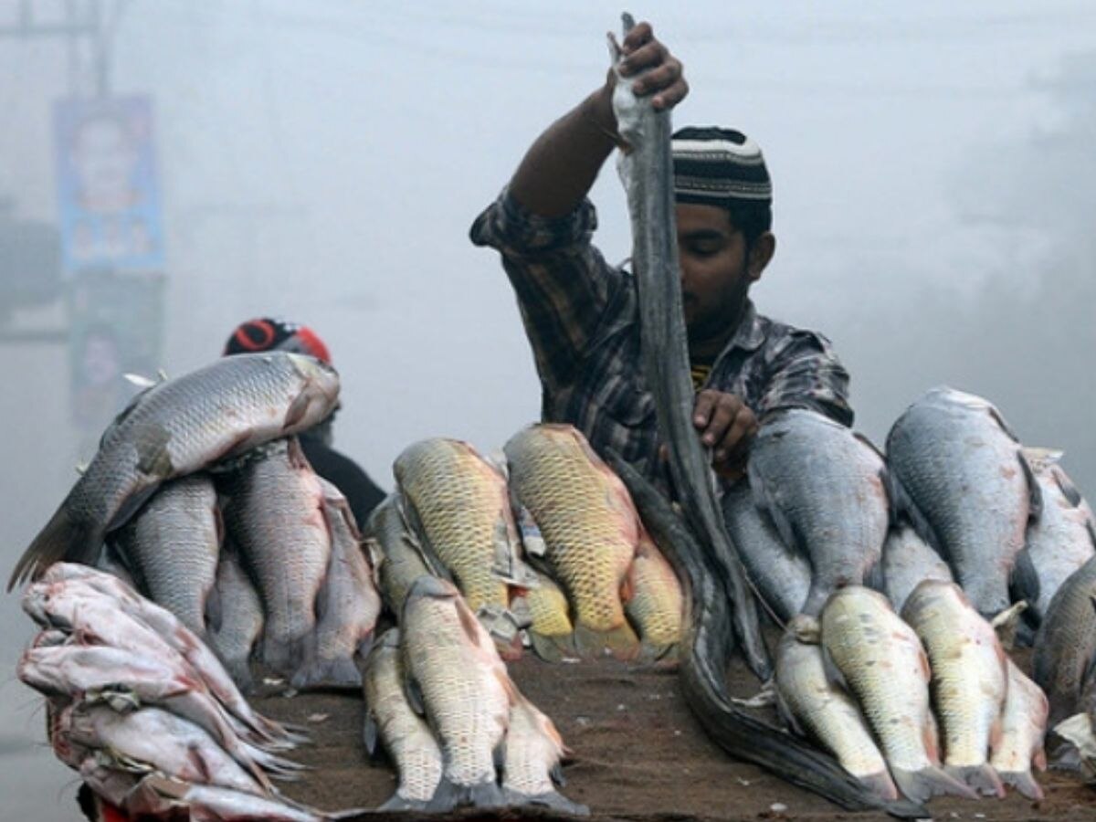 Fisherman becomes millionaire by selling rare fish in Pakistan |Rare ...