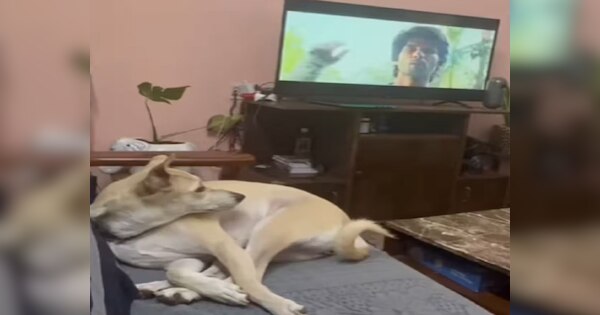 Dog became emotional as soon as Arijit Singh song dil ka dariya | Viral ...