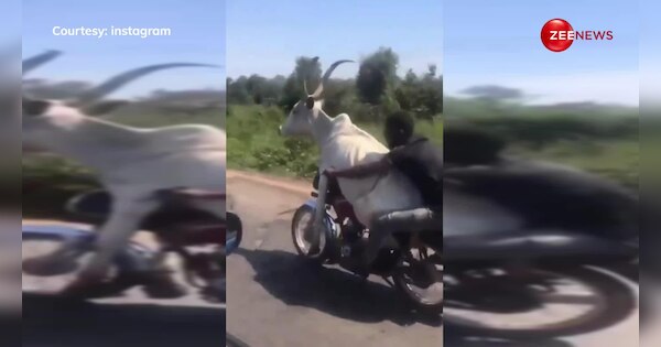 Modern era cow rides bike people watch video and say wow what scene ...