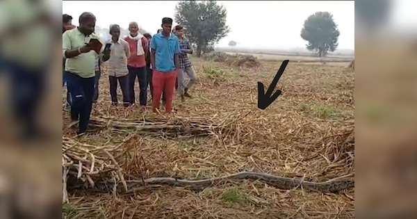 Snake Video Farmers were loading sugarcane in tractor 15 feet long ...