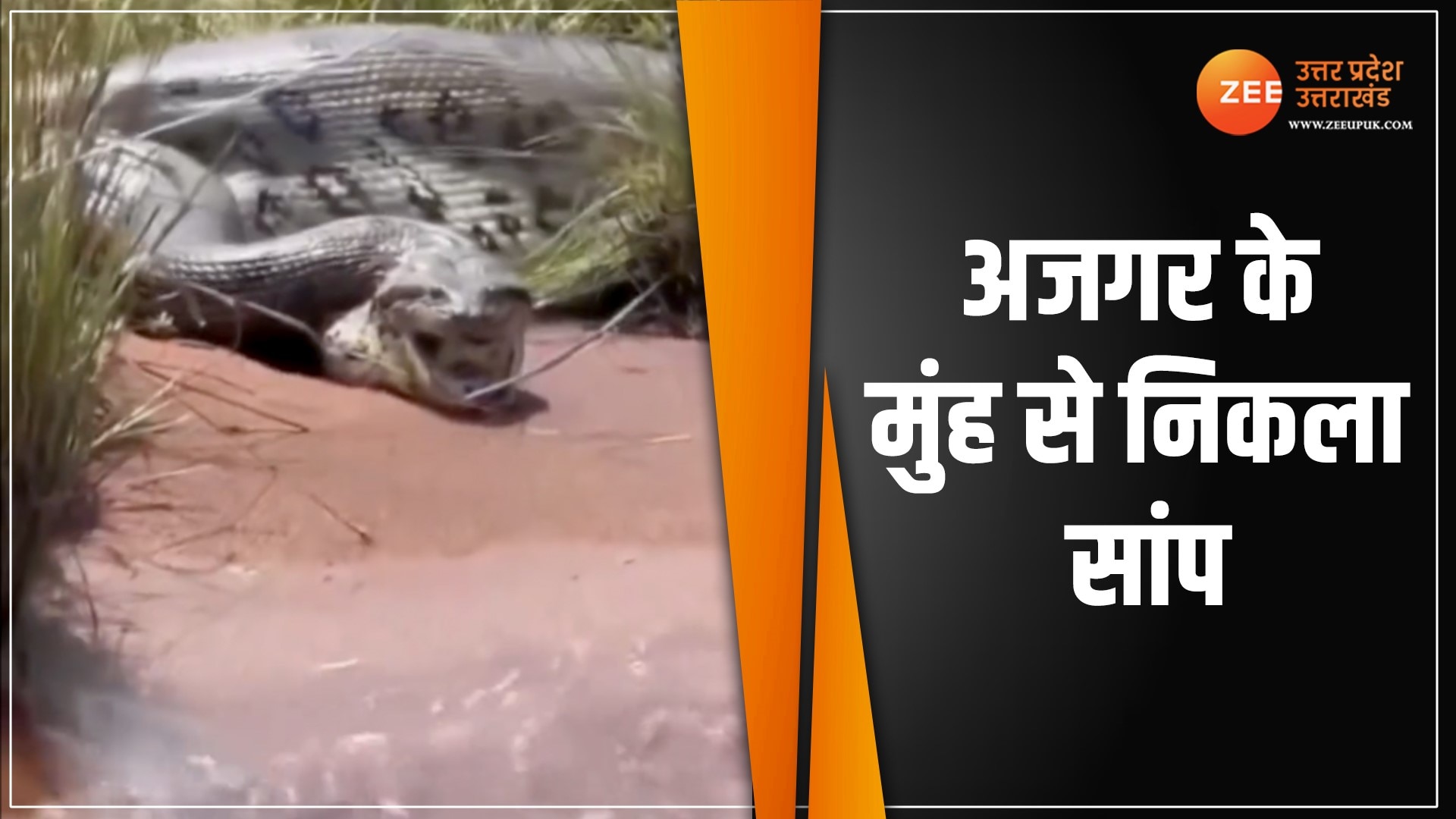 Anaconda viral video snake seen coming out of the mouth of very big python | Viral Video ...