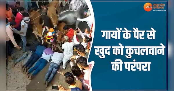 tradition of getting oneself crushed by feet of cows in badnagar ujjain ...