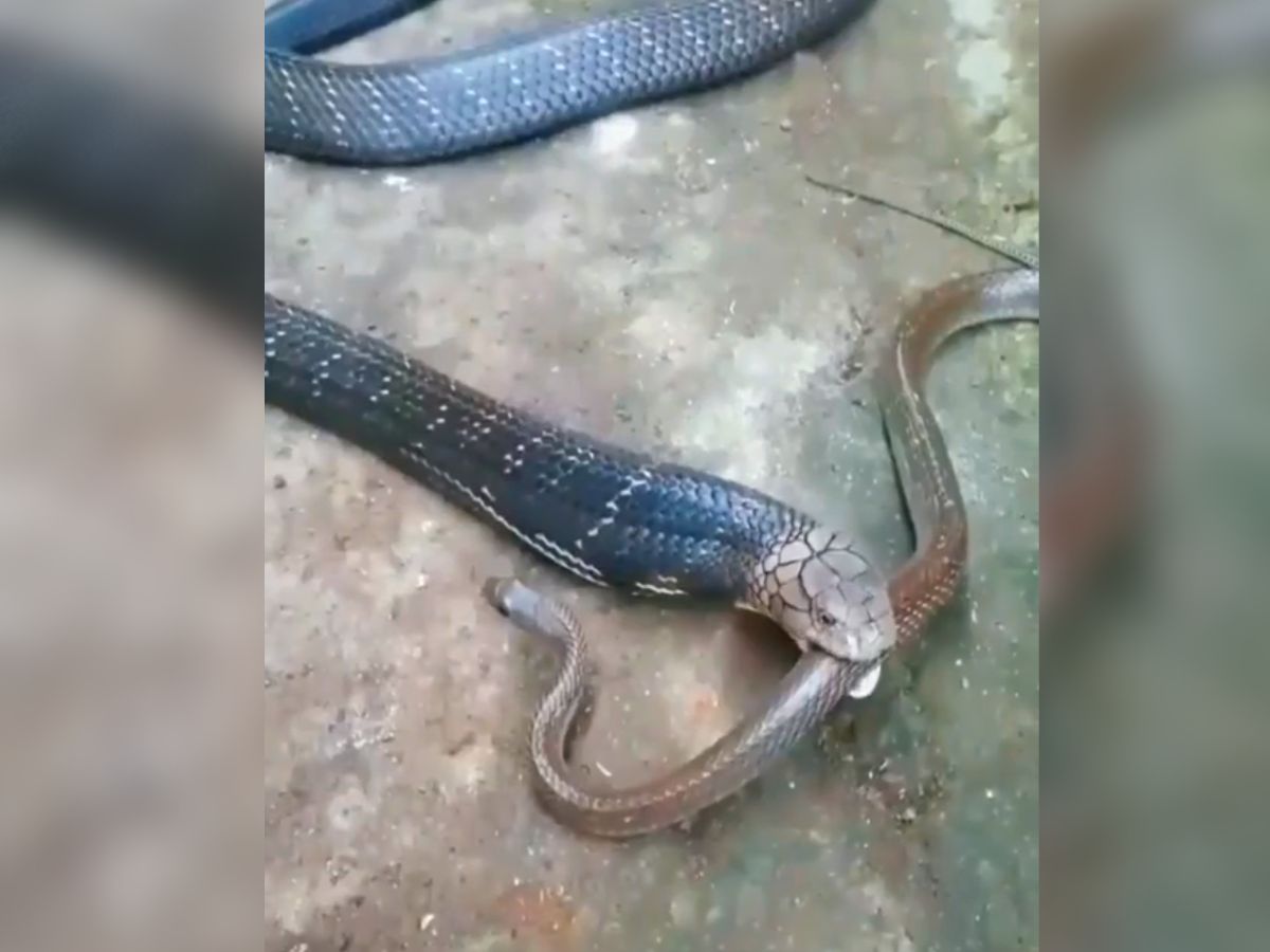snake video King Cobra chewed small snake with its jaws and ate it ...