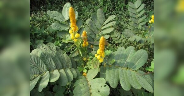Pitambar ka full ke fayde Cassia alata Leaves Benefits | इस पौधे के ...