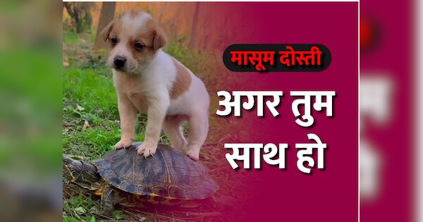 Turtle ride cute little puppy see video | कछुए ने कराई Puppy को सवारी ...