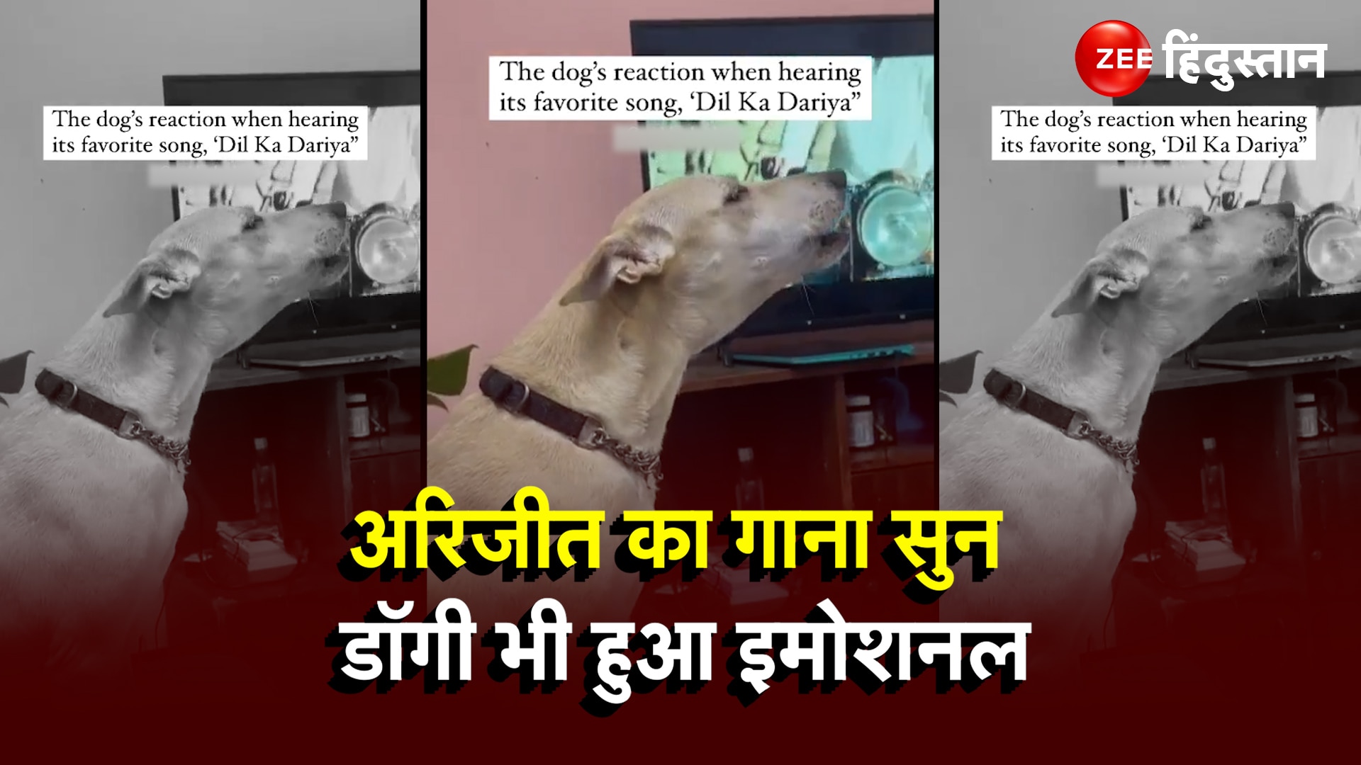 dog gets emotional after listening arijit singh song dil ka dariya ...