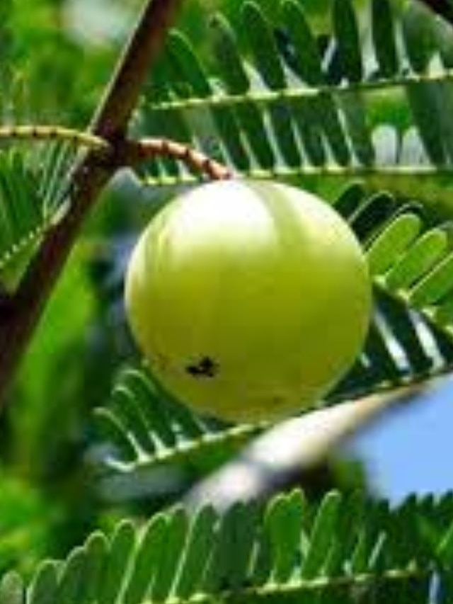 Amla leaves Benefits for hair skin mouth in Hindi benefits of drinking ...