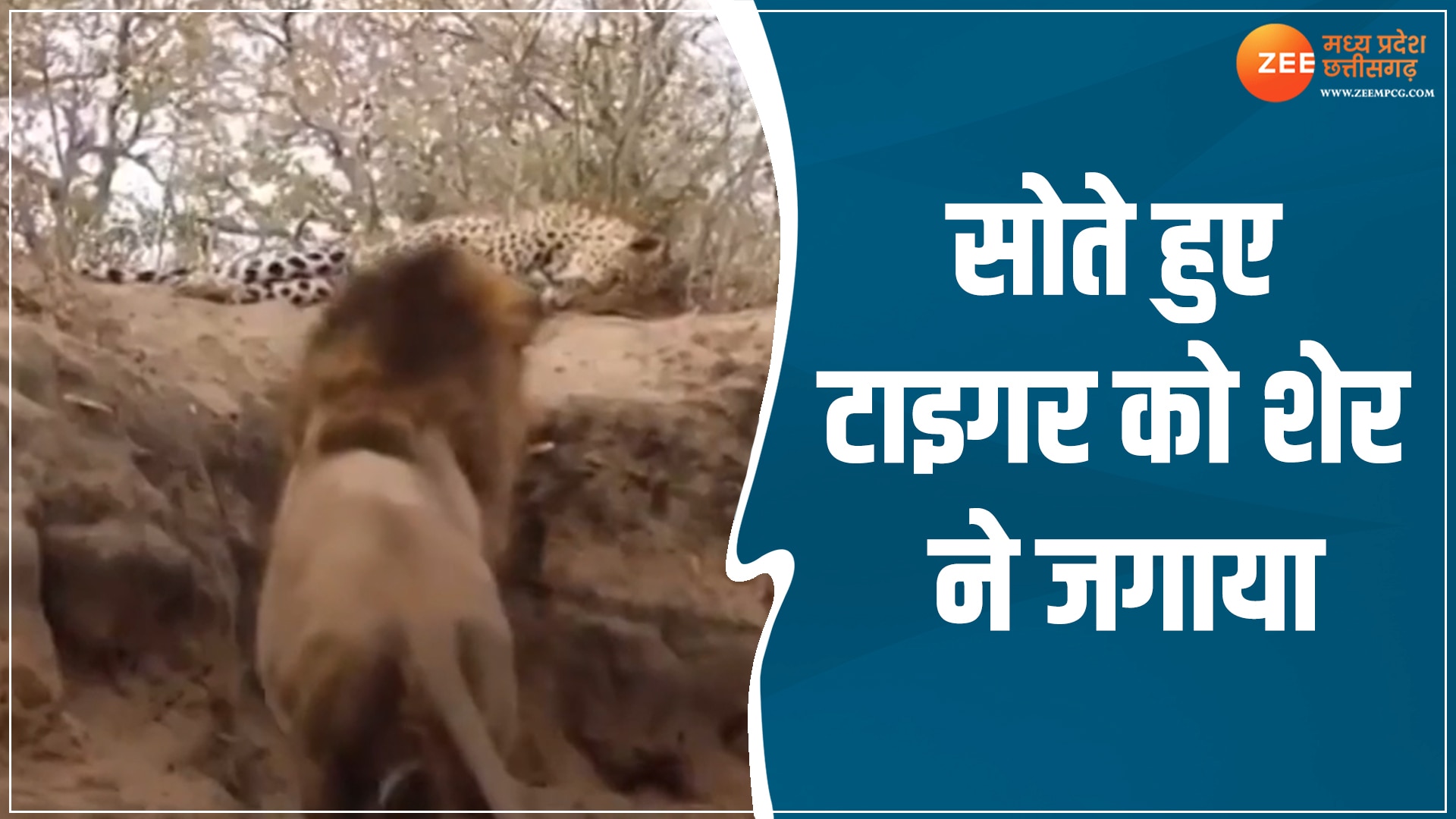 lion Video Tiger sleeping comfortably lion disturbed his sleep sher or ...
