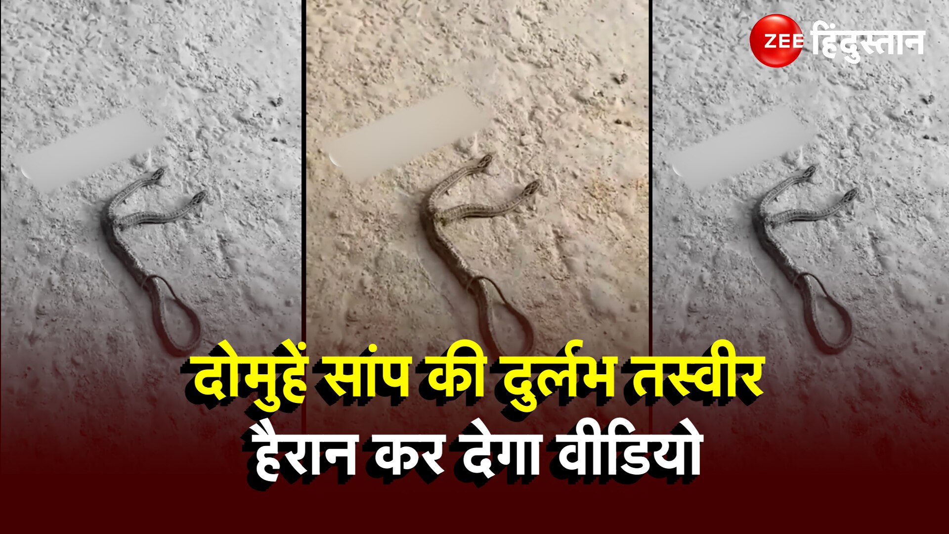 people shocked after see two headed snake video goes viral on social ...