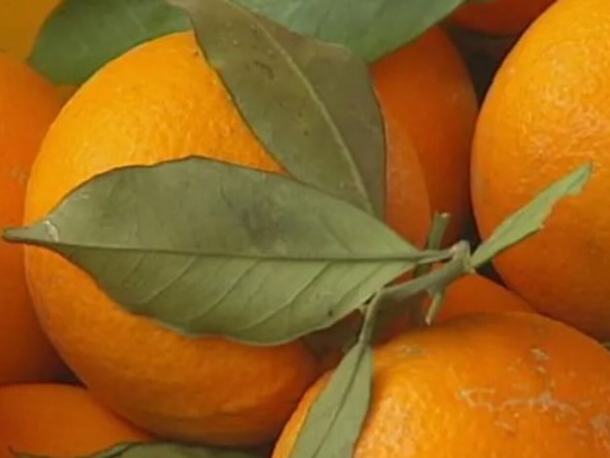 benefits of eating oranges santra khane ke fayde in hindi-ठंड के मौसम ...