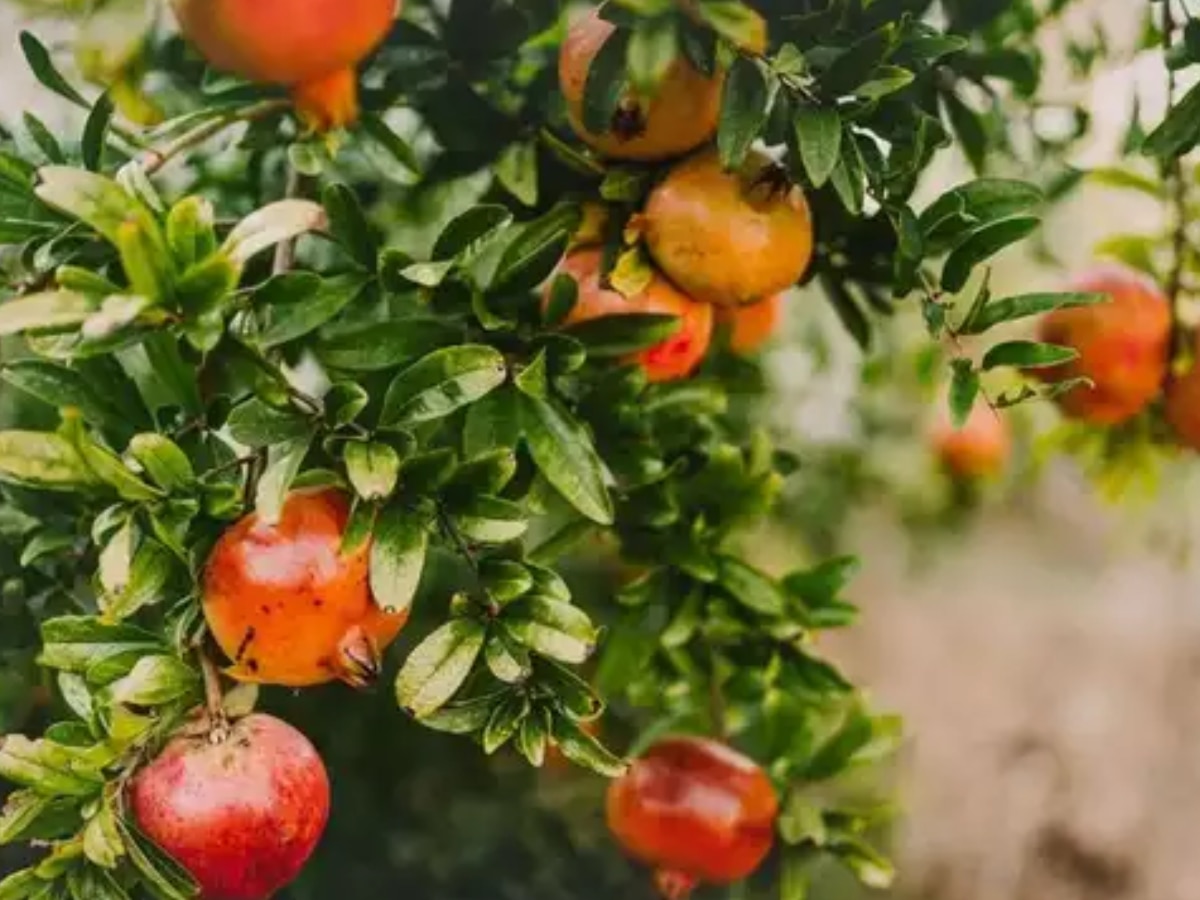 Health Tips in Hindi Benefits of Pomegranate Leaves for Jaundice ...