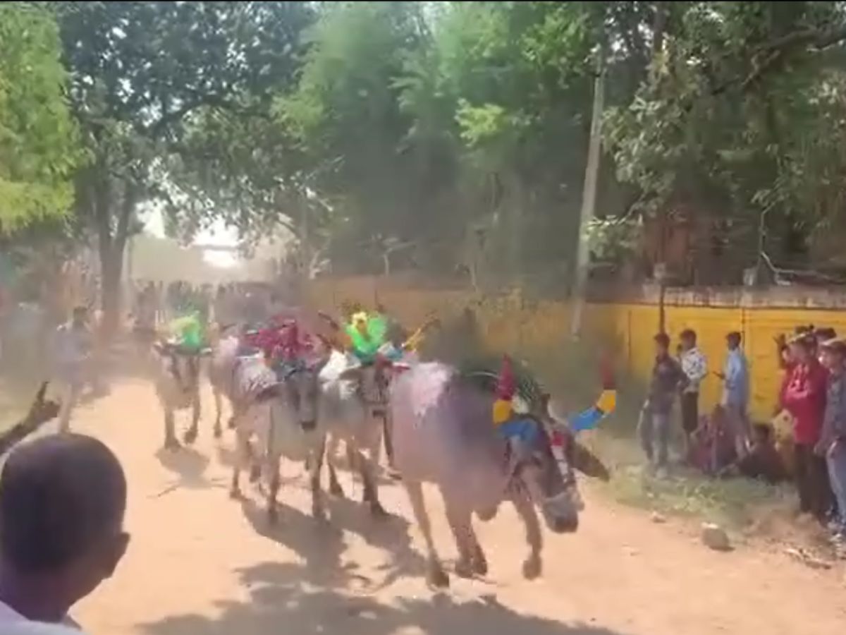 chhapi village 100 year tradition 200 cows race fair in dungarpur ...