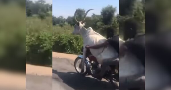 man rides cow on bike watch viral video of instagram | Viral Video ...