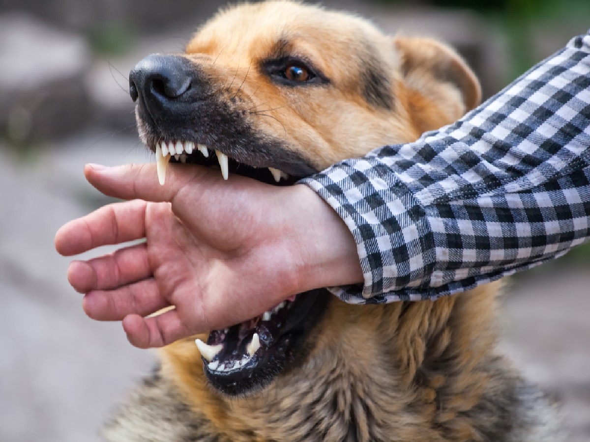 Dog Bite 10,000 Rs compensation paid dog tooth mark haryana punjab High ...