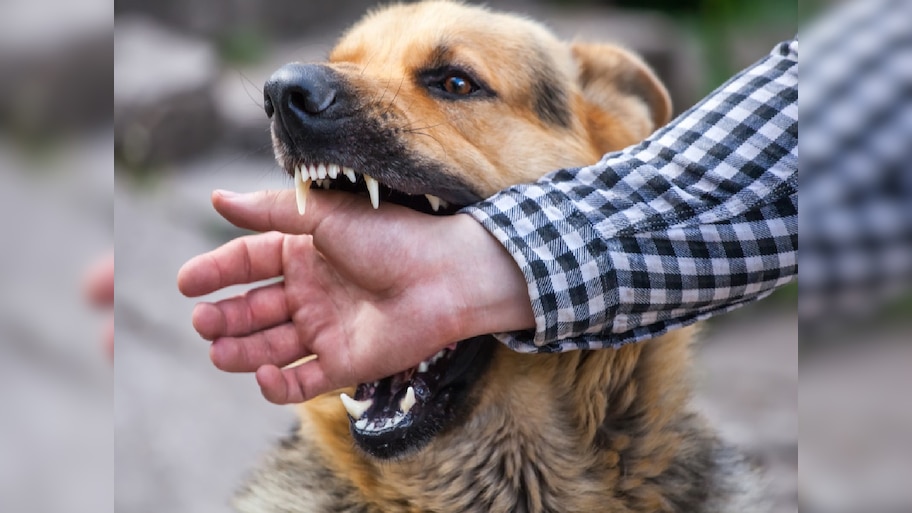 Dog Bite 10,000 Rs compensation paid dog tooth mark haryana punjab High ...