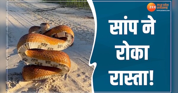 Dangerous snake sitting coiled on the road people were surprised to see ...