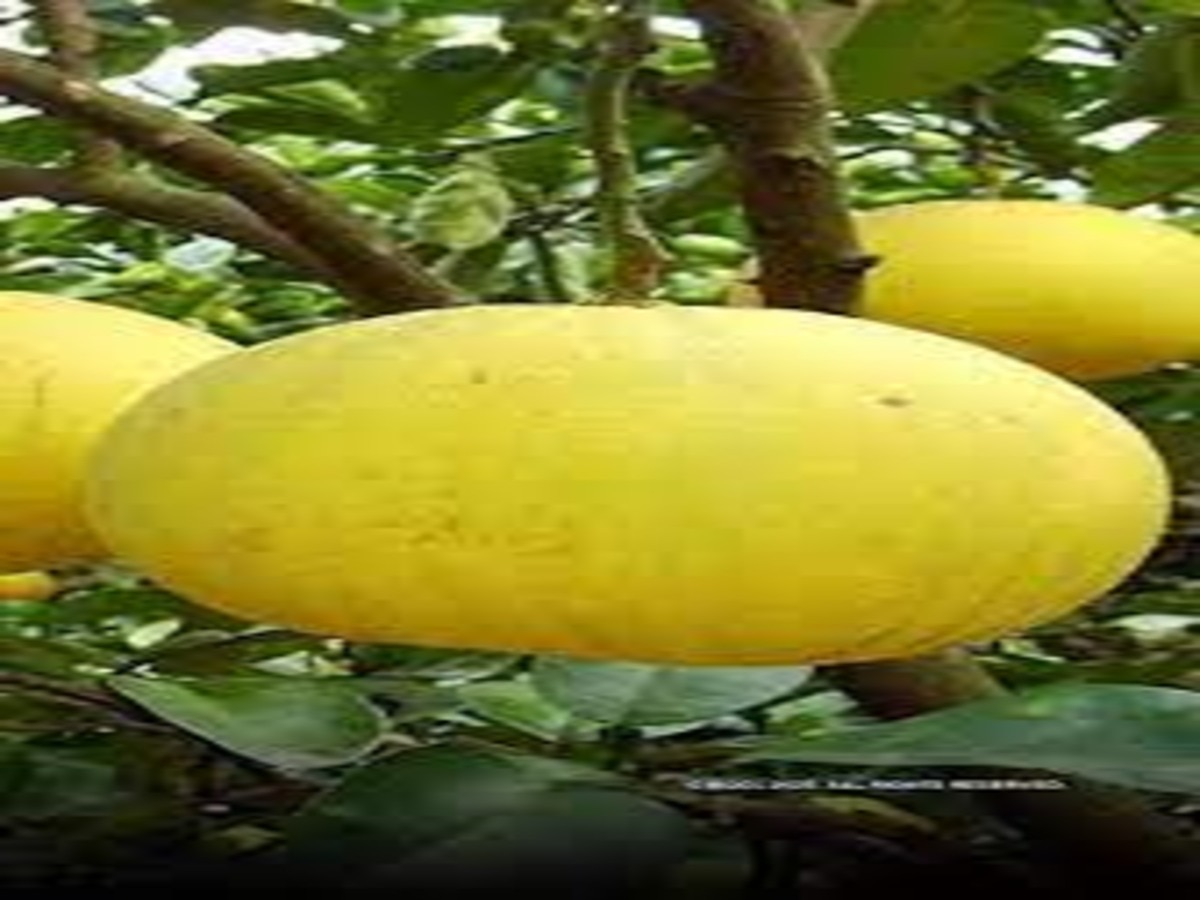 chhath puja 2023 keep these 7 thing in prasad on chhath parv starting ...